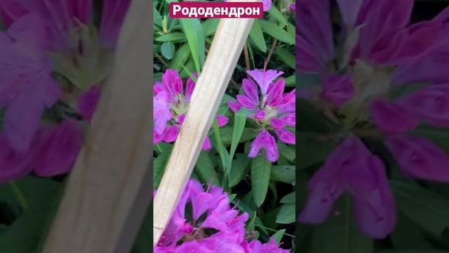 Рододендрон