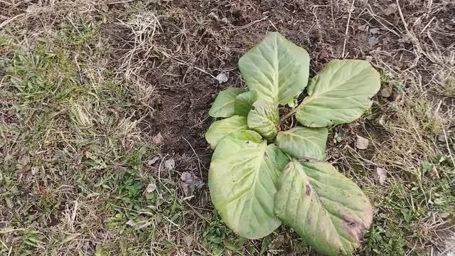 дача начало апреля