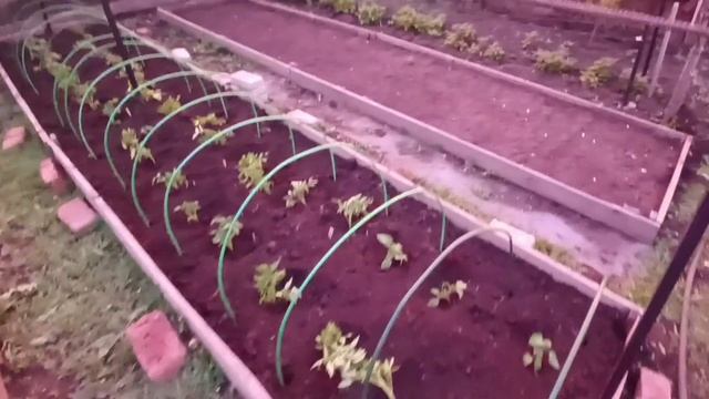 Рано или не рано, но мы их высадили в открытый грунт