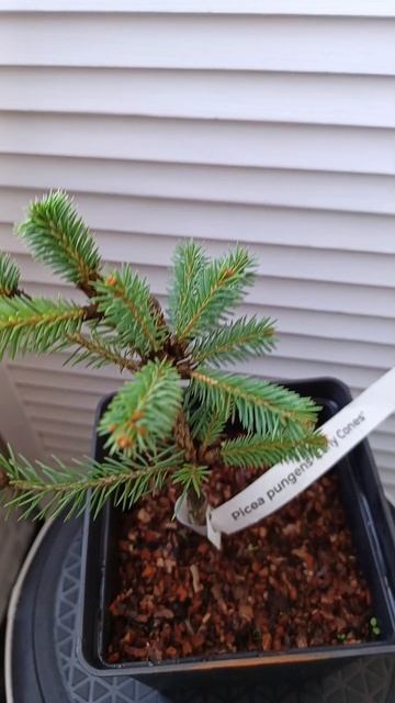 Ель колючая Эрли Конес ( Picea pungens Early Cones ).