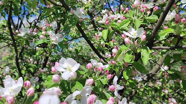 Москва майская. Сирень. Яблоня. Вишня. Черёмуха. Весна 2025