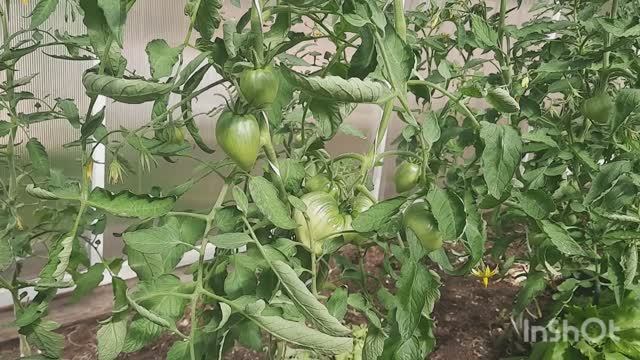 Когда лучше обрезать пасынки и листья у томатов.