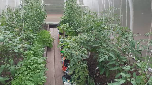 Обзор томатов 31 мая. Какие томаты завязали плоды. опять похолодание.