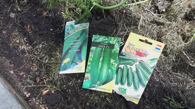 Мои проверенные сорта огурцов для раннего урожая.