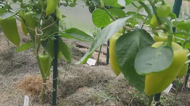 Чем подкармливаю сладкий перец после сбора урожая.