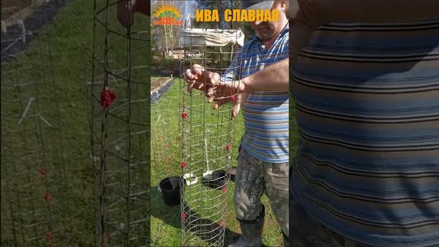 🌿 Каркасы для плетёных деревьев (24.04.2025)