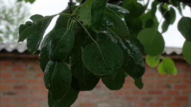 Дождливая суббота, деревня, кот 2025.05.10