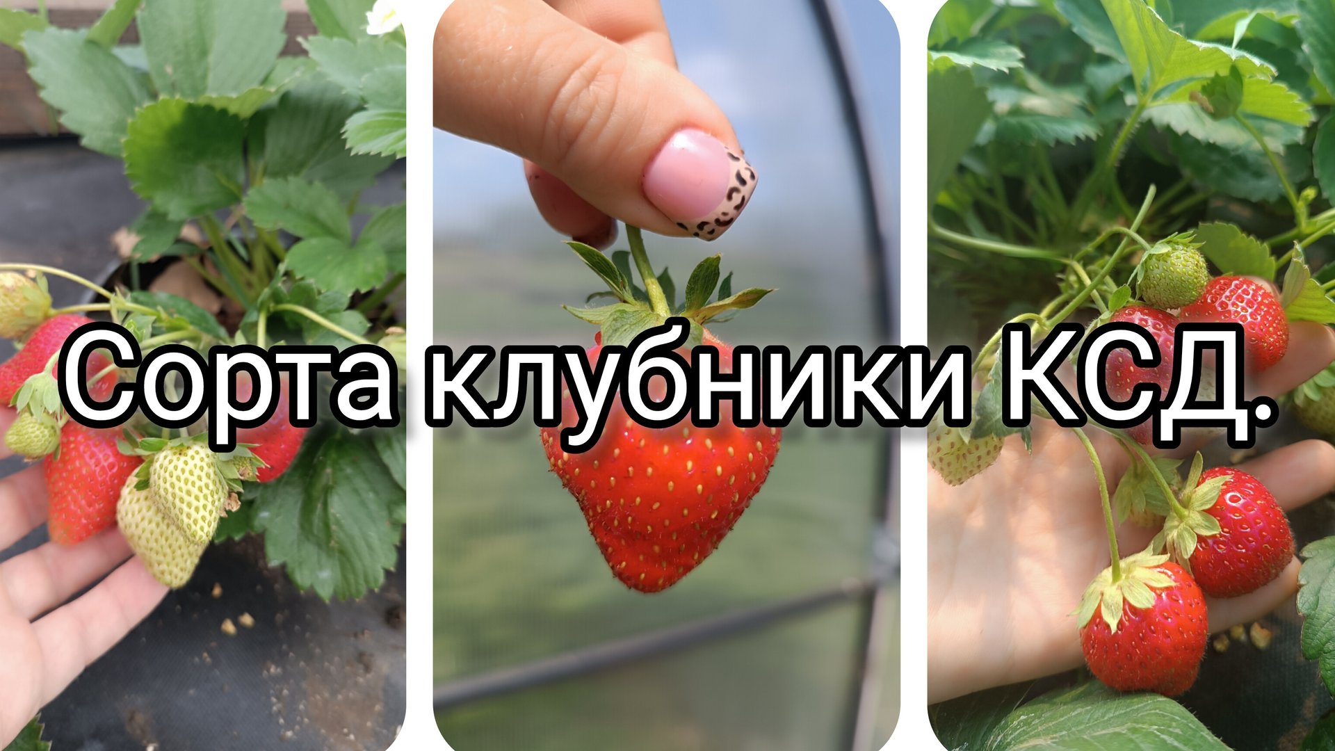 Сорта клубники КСД. Что относится, виды, обзор сортов.
