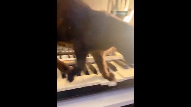 #Коты #Приколы #Юмор #Животные #Топ #Домашниеживотные  #Музыка #Смех