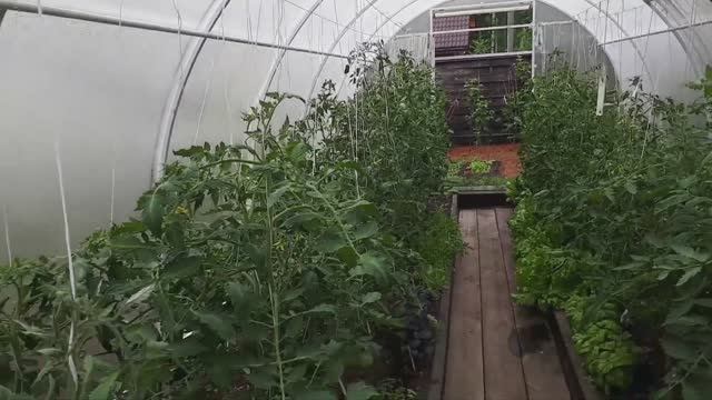 Как я поливаю томаты в теплице.