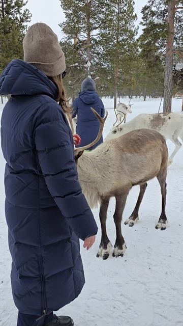 Кормление оленей