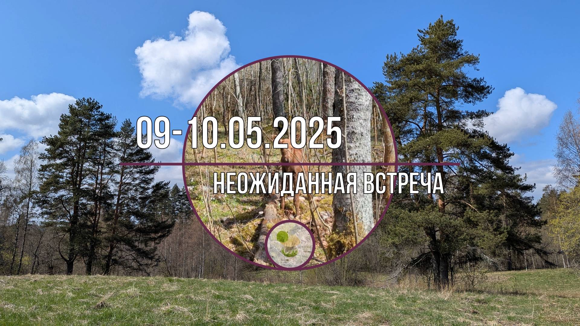 Два дня в поисках весенних грибов. Встретила лосяшика.