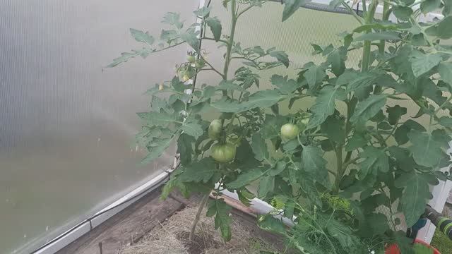 Как лучше формировать томаты, в один или в два ствола.