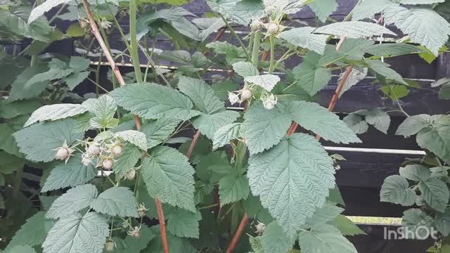 Сделайте так с малиной и ягод будет больше! Какие работы провести с малиной в июле.