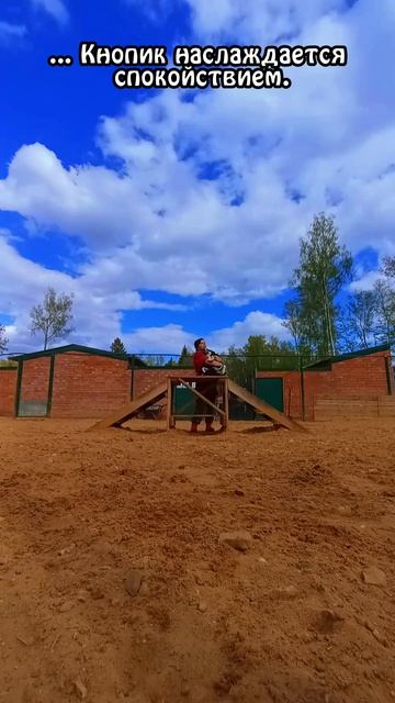 "Как инь и ян" ❥ Приют в Малинках