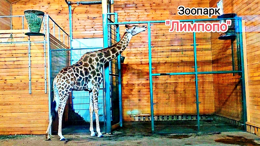 Нижегородский зоопарк "Лимпопо". Часть 15