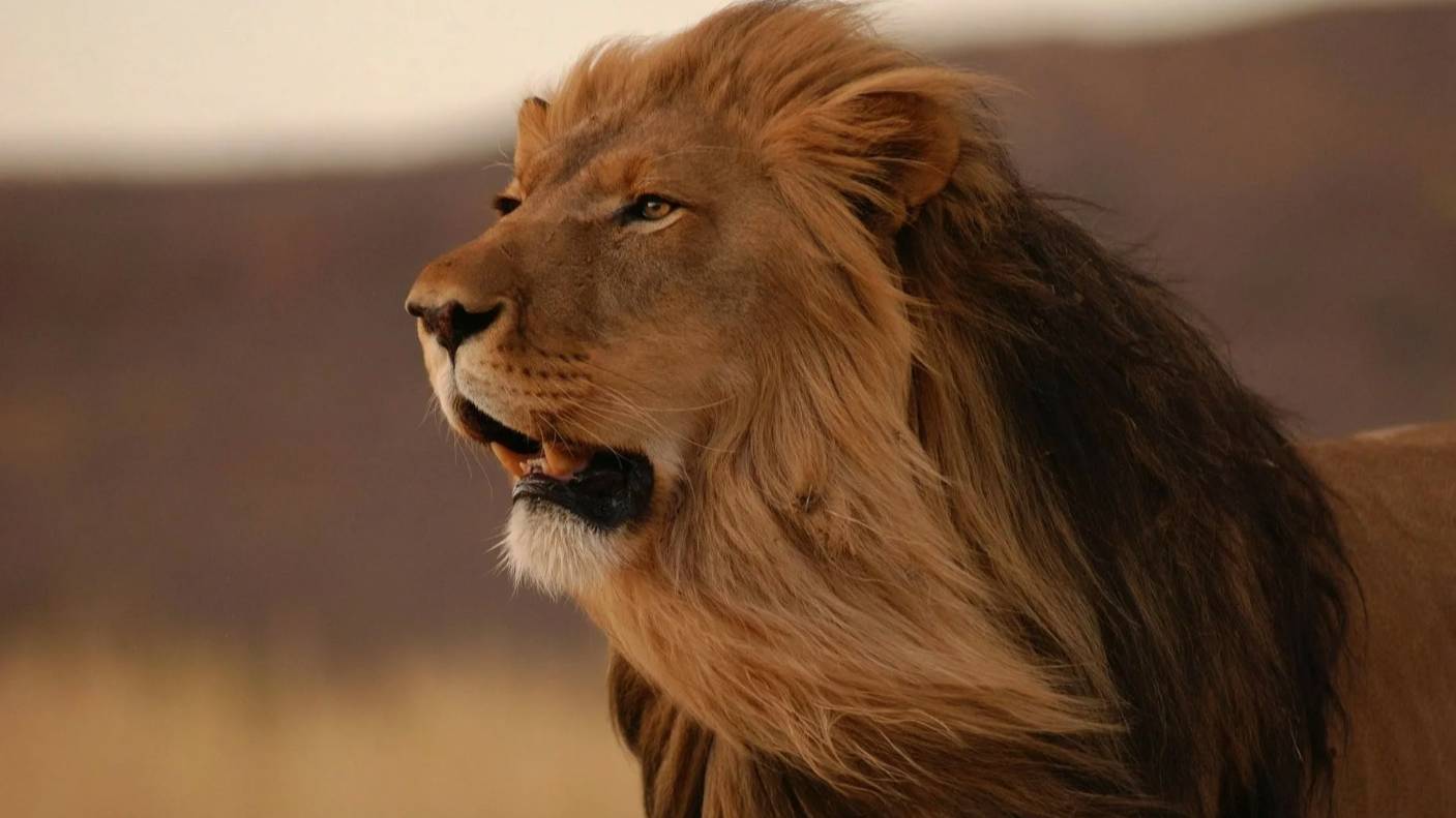 О редких животных мира: Царь зверей - Лев
