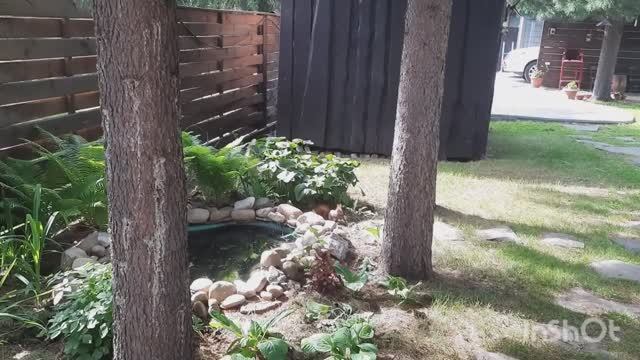 Когда убирать листья на томатах.