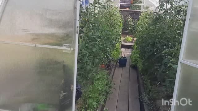 В затенённой теплице будет урожать томатов!