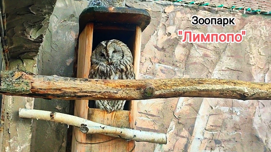 Нижегородский зоопарк "Лимпопо". Часть 13