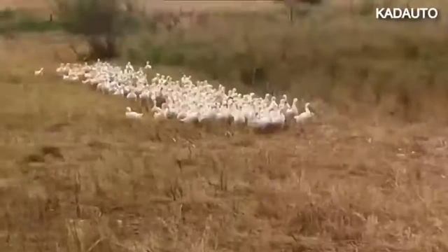 повелитель гусей