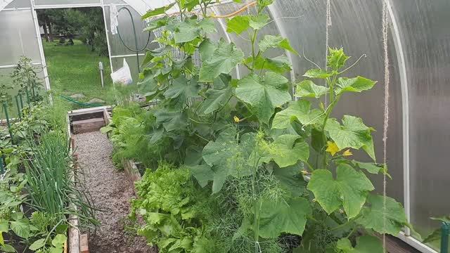 Как я поливаю огурцы в теплице.