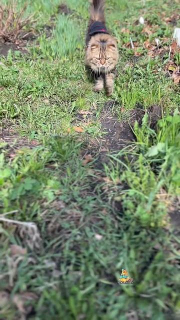 Туда- сюда😸 #котики #природа #юмор