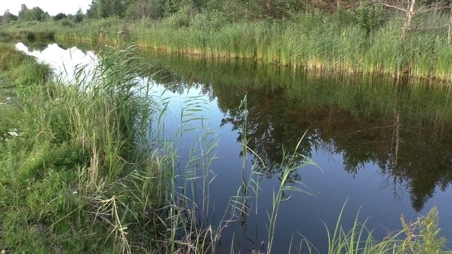 Медитация покоя. Расслабление