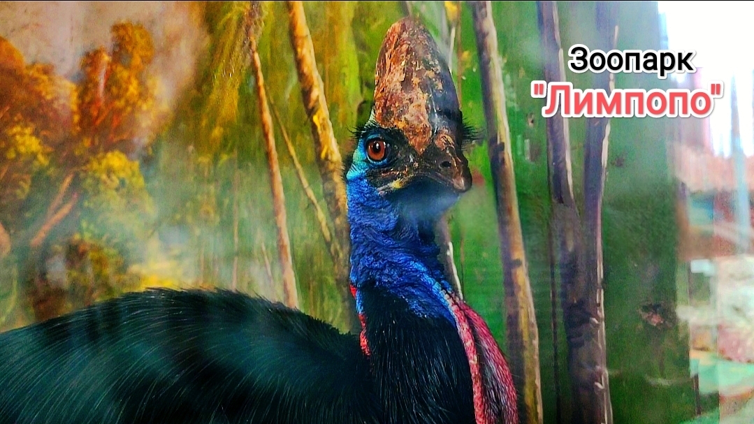 Нижегородский зоопарк "Лимпопо". Часть 11