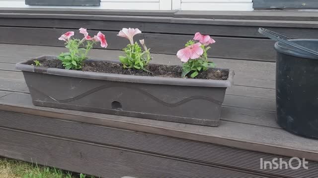 Высаживаю петунию Что добавляю в грунт.