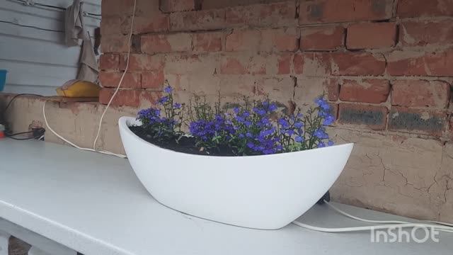 Отцвел Марьин корень, Что нужно сделать. Краснеют первые помидорки.