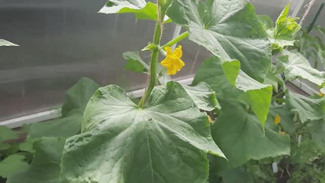 Как я формирую огурцы для раннего урожая.