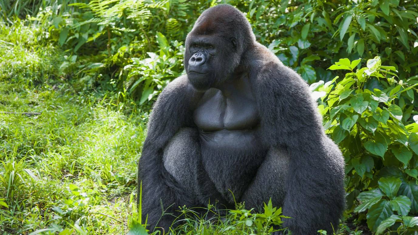 О редких животных мира: Горилла