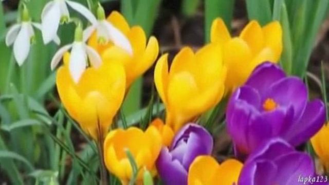 Весенний сон Стихи Татьяна Бродская, муз. и исп. #СамуилФрумович