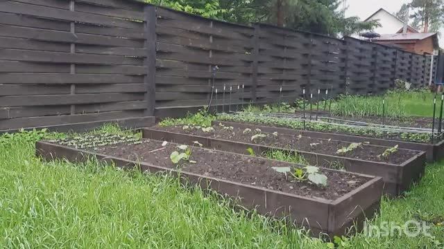 Обзор огорода 11 июня . Что выросло.Зелень в теплице.