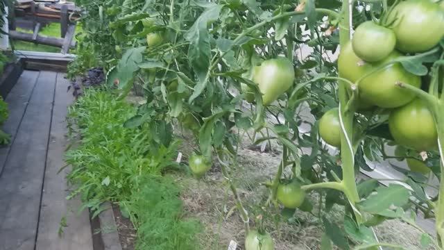 Как выбираю сорта томатов для своей теплицы.