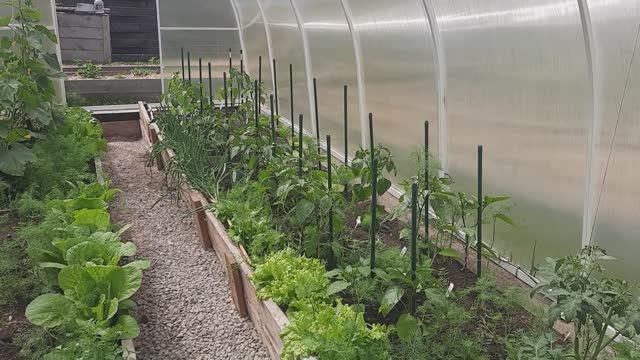 27 мая. Обзор теплицы с огурцами и сладким перцем.