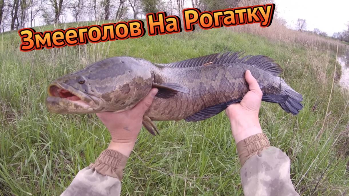 Рогатка и Змееголов: Ловля Крупной Рыбы с Хорошим Результатом!#рекомендации#рыбалка#рыбалканарогатку