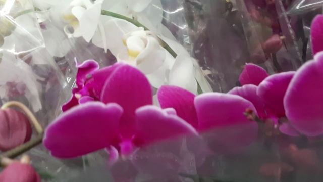 10.05.2025г. Обзор нового поступления орхидей в Лемана Про.