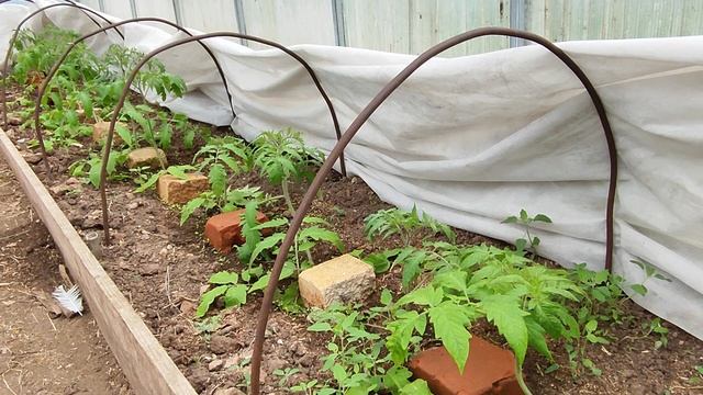 Как я сажаю томаты в теплицу в начале мая