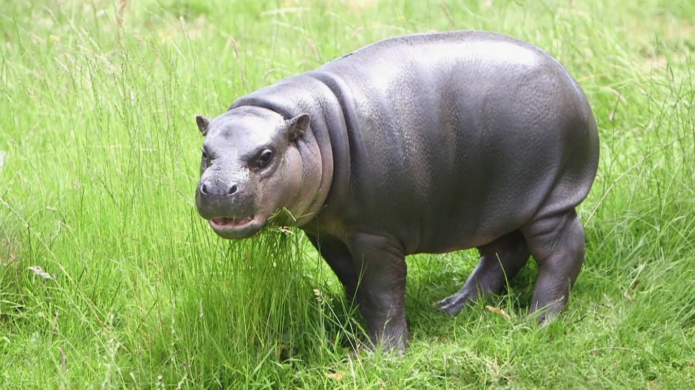 О редких животных мира: Бегемот карлик