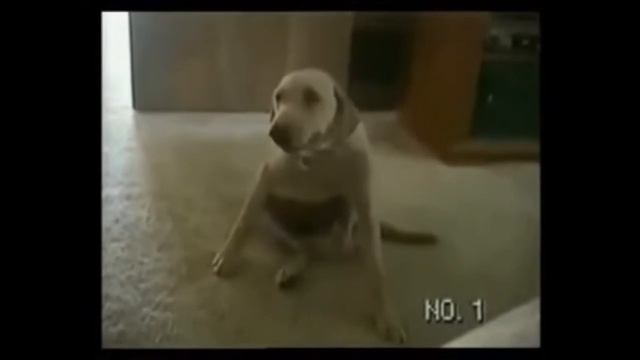 смешные моменты с животными 1 часть