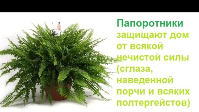 магия цветов