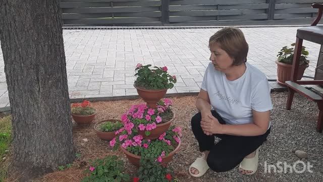 Как размножить бальзамин черенками.