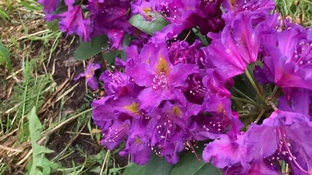 Цветение трехлетнего рододендрона Liberty