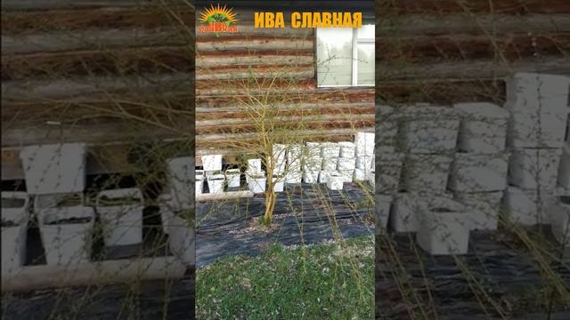 🌿 МК от Саши по плетению деревьев. Полная версия (21.04.2025)