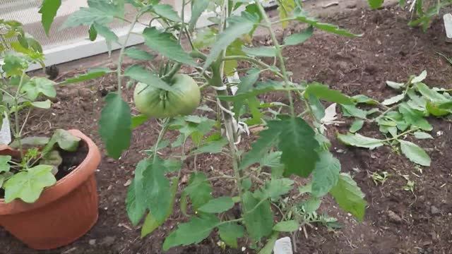 16 мая. Что делаю с томатами в теплице.