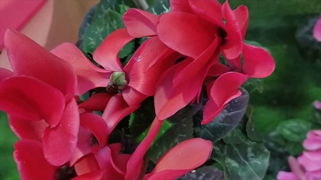 Купили цветущий Цикламен, как за ним ухаживать