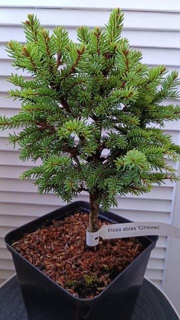 Ель обыкновенная Циновек ( Picea abies Cinovec ).