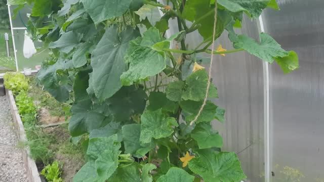 Обзор огорода 15 июля.